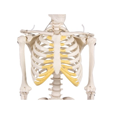 Mini Skeleton Models | Health and Care